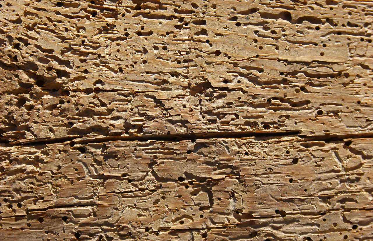 Tarli dei mobili: distruggerli e allontanarli | Bricoliamo