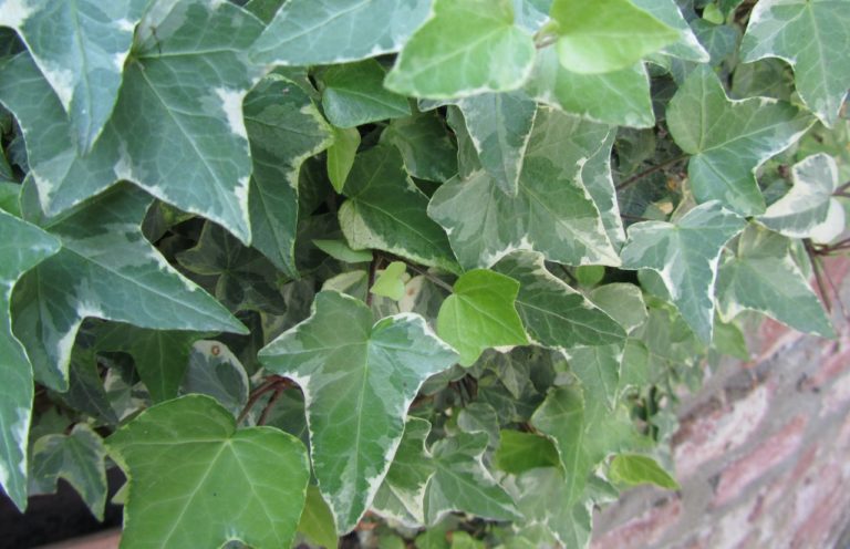 Coltivare l’edera. Tecnica di coltivazione | Bricoliamo