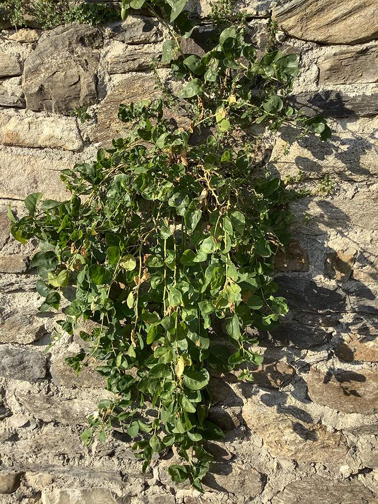 Coltiva la pianta di capperi in terra e in vaso | Bricoliamo