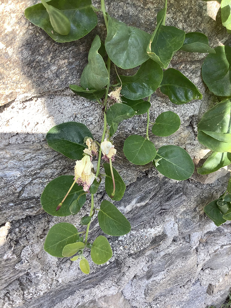 Coltiva la pianta di capperi in terra e in vaso | Bricoliamo