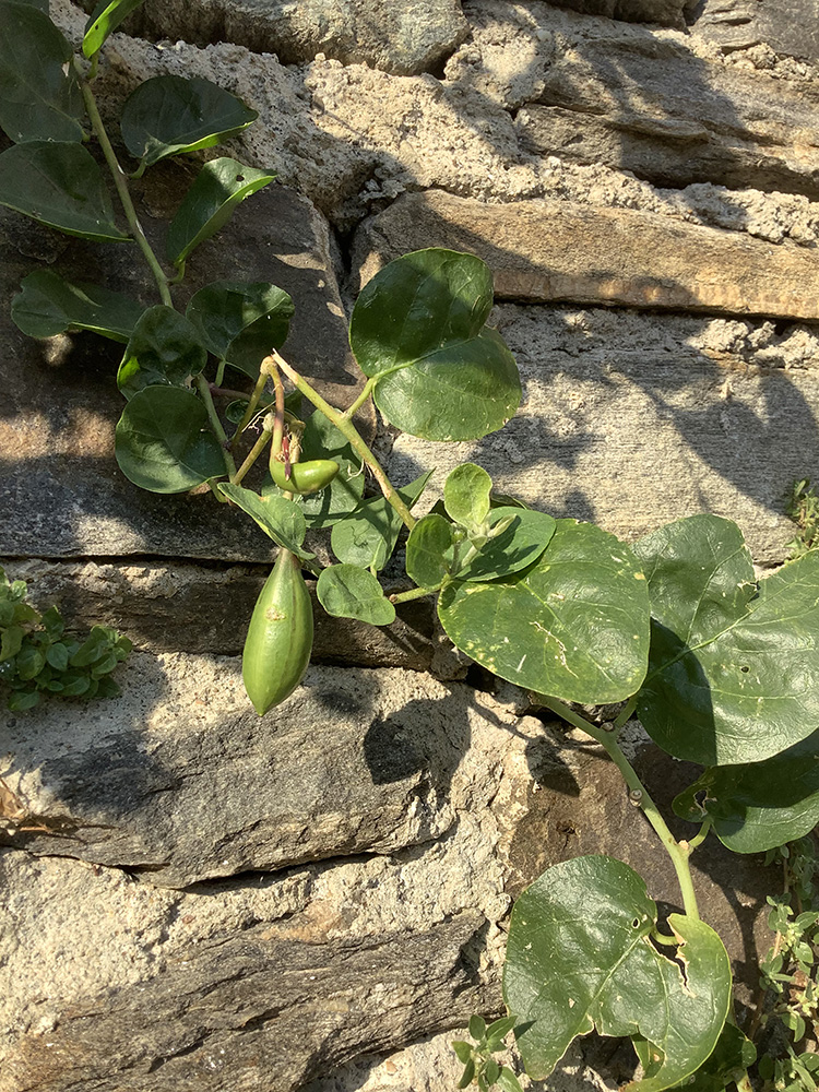 Coltiva la pianta di capperi in terra e in vaso | Bricoliamo